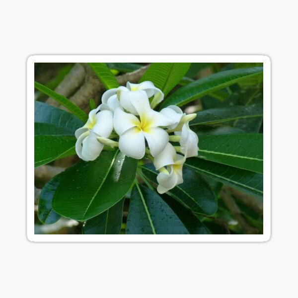 "Fragrant Frangipani" Sticker for Sale by lols | Redbubble