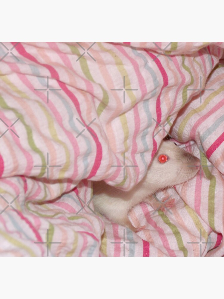 "Daisy rat has a bed day" Sticker for Sale by mindgoop | Redbubble