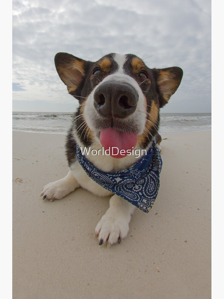 "Salty Dog" Sticker for Sale by WorldDesign | Redbubble