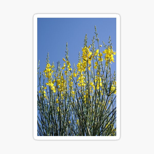 Mello Yello Stickers | Redbubble