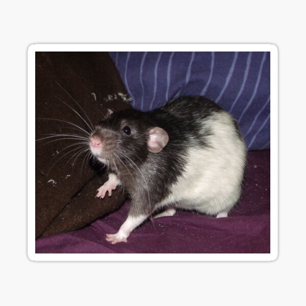 "black hooded Dumbo rat" Sticker by mindgoop | Redbubble