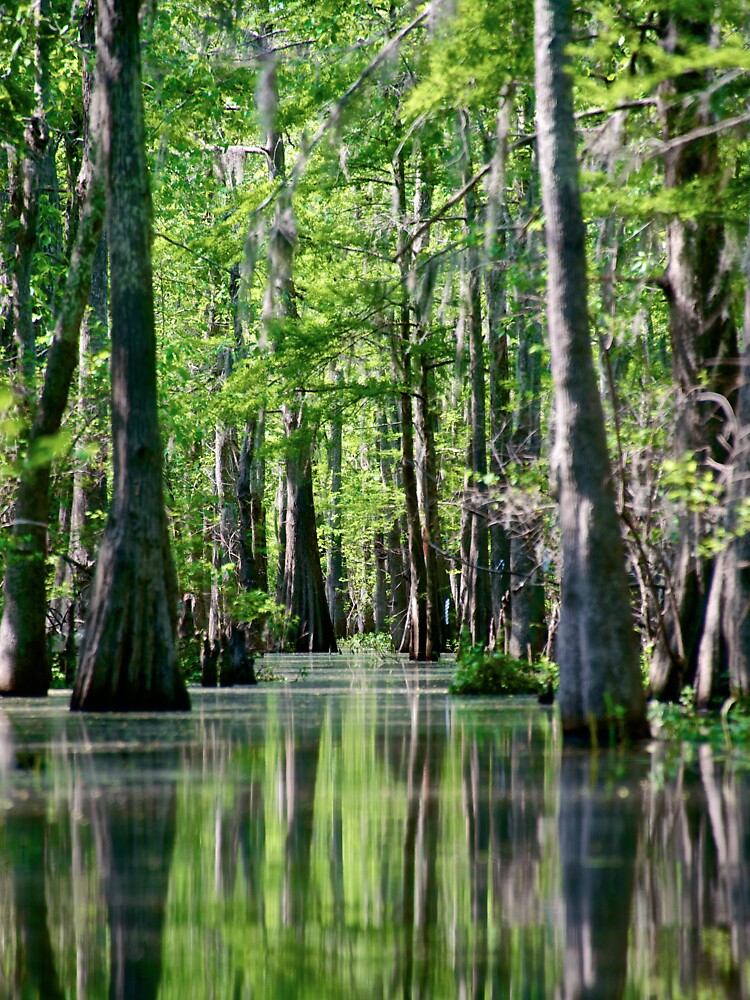 "Atchafalaya Basin Canal" Sticker by mikecwip | Redbubble