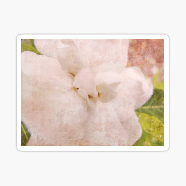 "Gardenia Ecstasy" Sticker by G7Susan9Werby3 | Redbubble