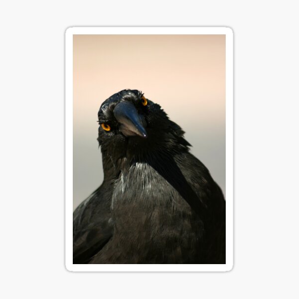 Currawong Stickers | Redbubble