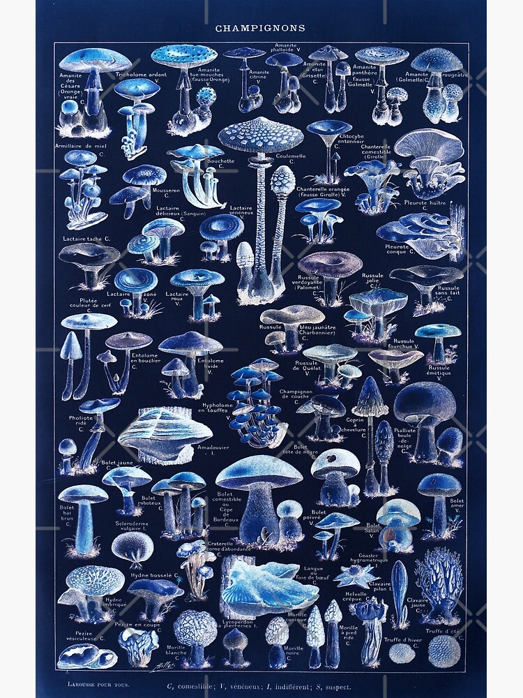 Poster « Champignons Vieux Illustration Française », par Leksal | Redbubble