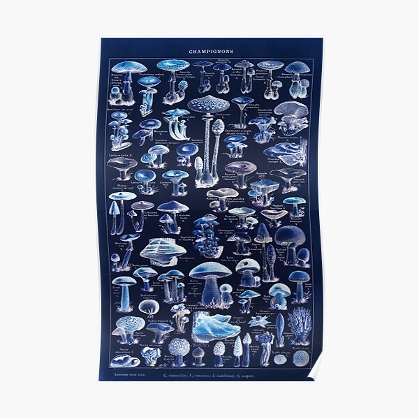 Poster « Champignons Vieux Illustration Française », par Leksal | Redbubble