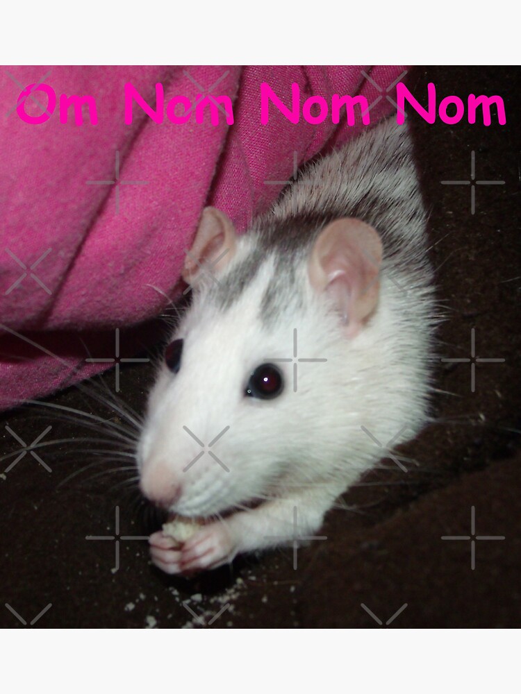 "rat eating biscuit" Sticker for Sale by mindgoop | Redbubble
