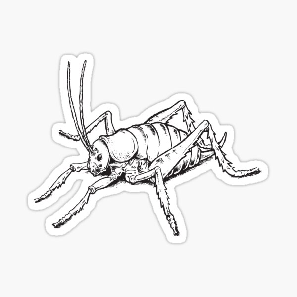 "JMB STUFF - BUGS - GIANT WETA" Sticker for Sale by JMB-STUFF | Redbubble