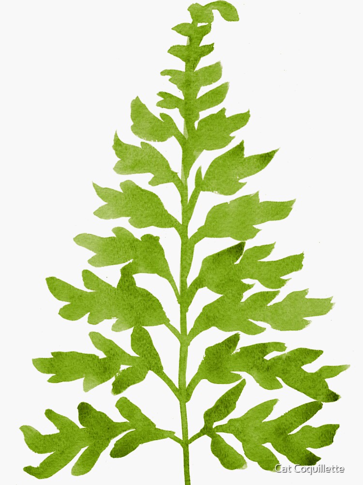 "Lime Fern" Sticker by catcoq | Redbubble