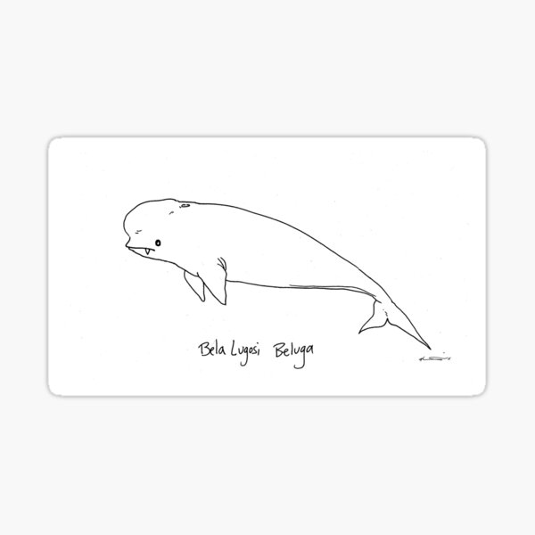 "Bela Lugosi Beluga" Sticker for Sale by kellymaryanski | Redbubble