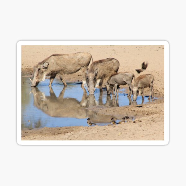 "Warthog Family - African Wildlife" Sticker by LivingWild | Redbubble