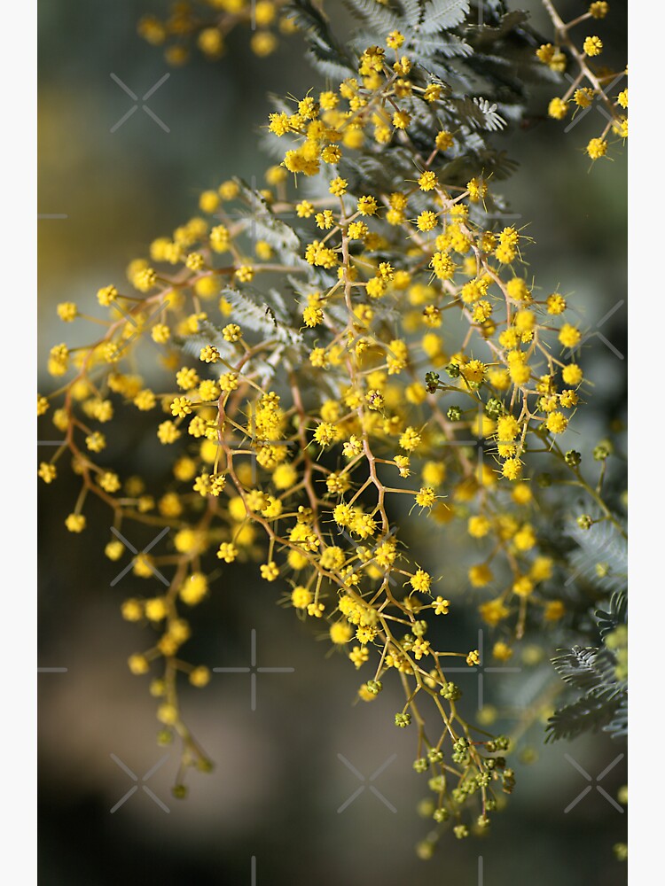 "Natures Lace" Sticker by bubbleblue | Redbubble