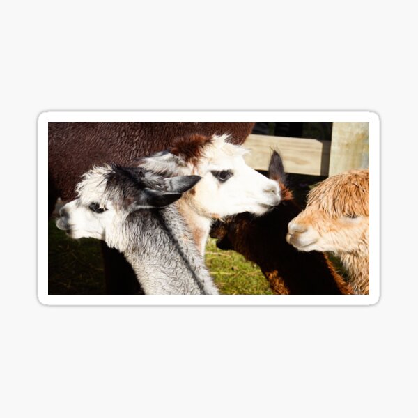 "alpaca" Sticker for Sale by sma1050 | Redbubble