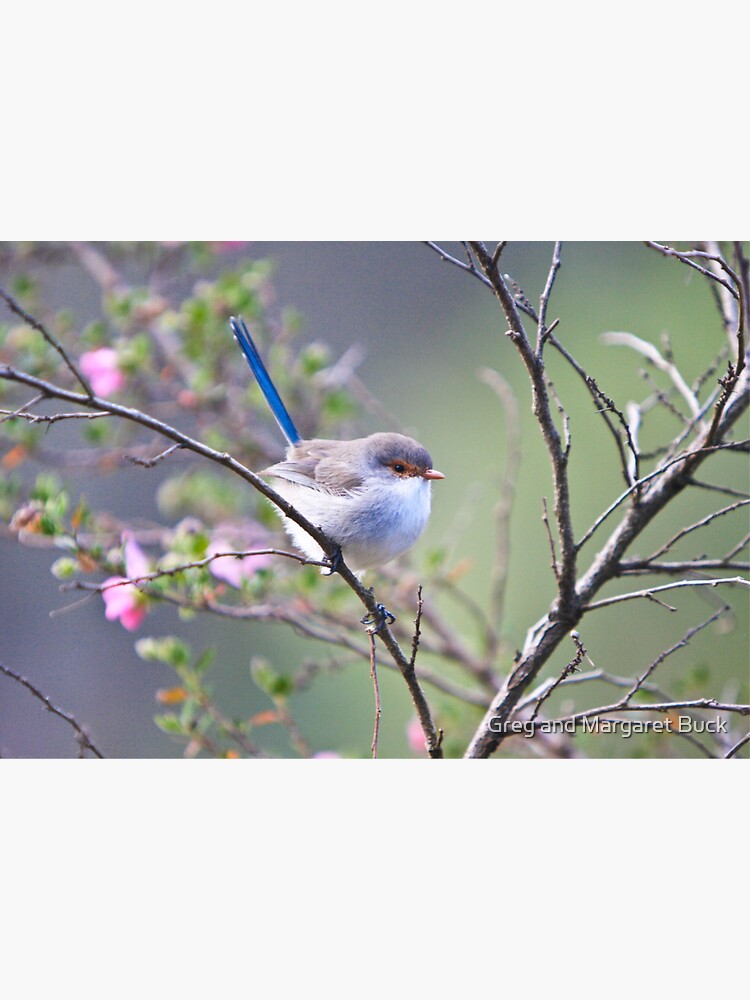 "Splended Fairy Wren (female)" Sticker for Sale by gremar1 | Redbubble