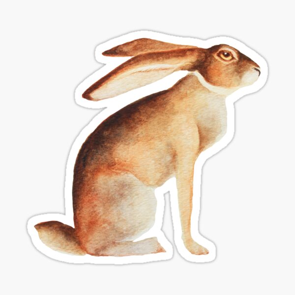 "Wise Hare" Sticker for Sale by heyletsart | Redbubble