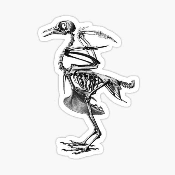"bird skeleton" Sticker by marmur | Redbubble