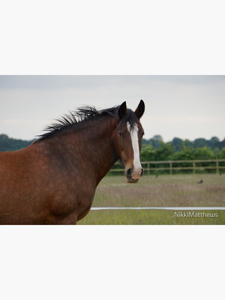 "Poppy the shire horse" Sticker by NikkiMatthews | Redbubble