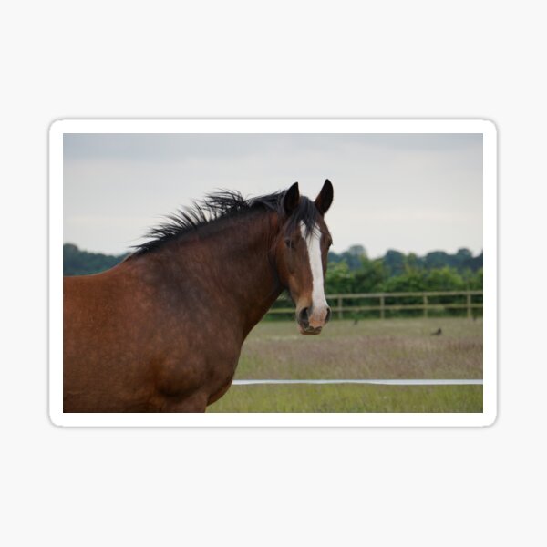 "Poppy the shire horse" Sticker by NikkiMatthews | Redbubble