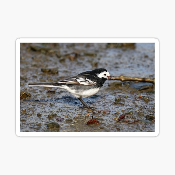 "Feeding wagtail" Sticker for Sale by GreyFeatherPhot | Redbubble