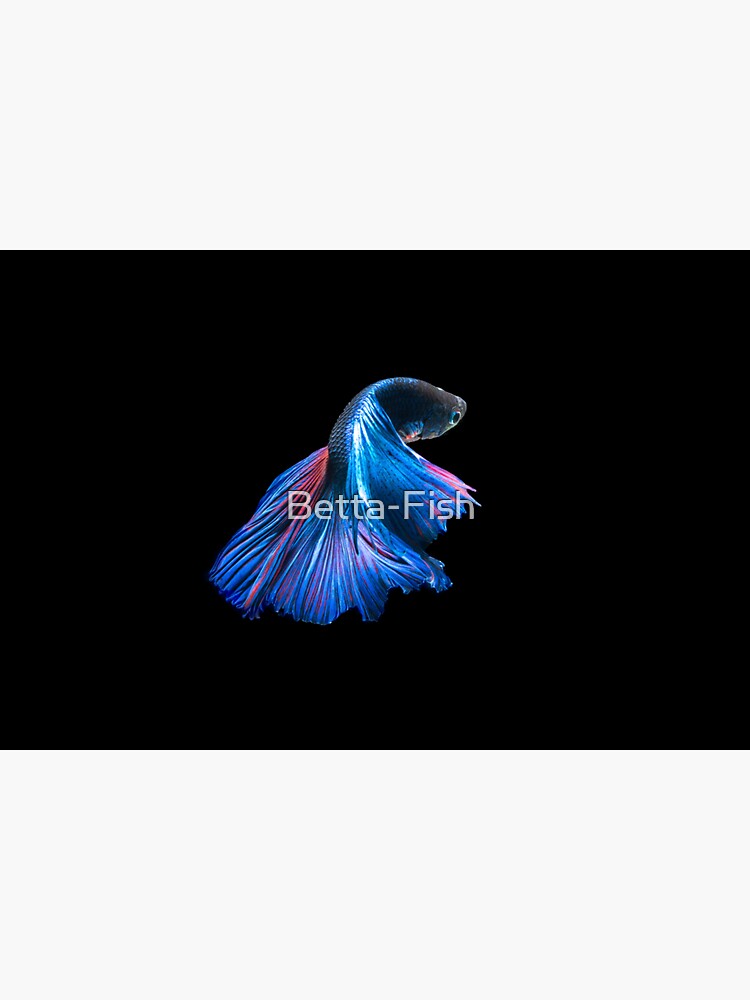 "Blue Siamese Fighting Fish" Sticker by Betta-Fish | Redbubble