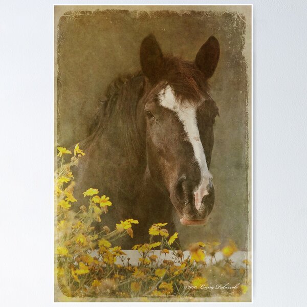 Percheron Merch & Gifts for Sale | Redbubble