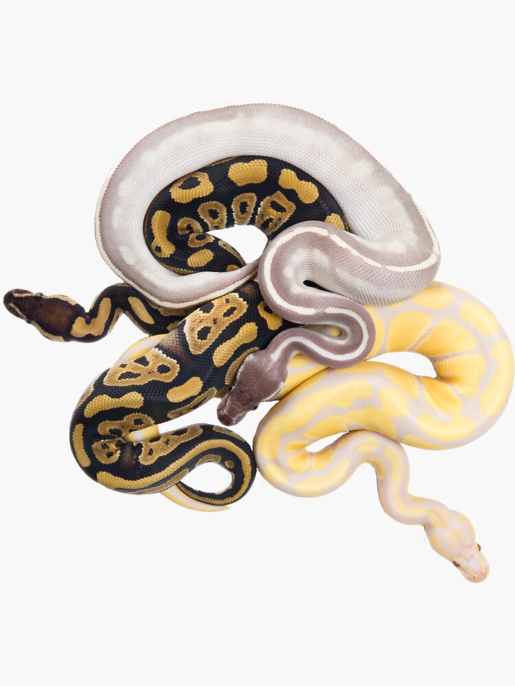 "Python regius - Ball Python" Sticker for Sale by ThorHakonsen | Redbubble