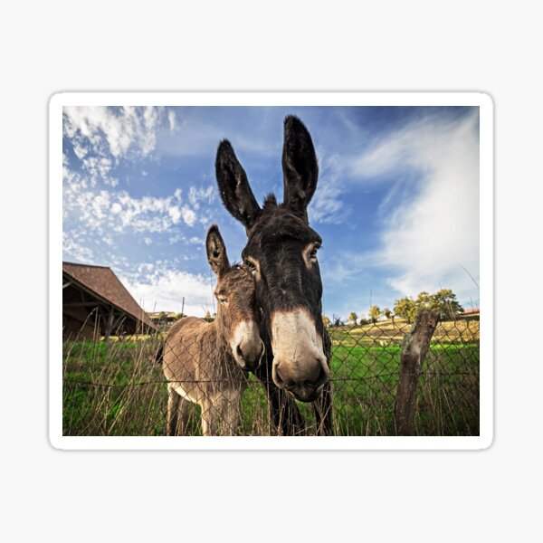"Donkeys!" Sticker for Sale by TonyPriestley | Redbubble