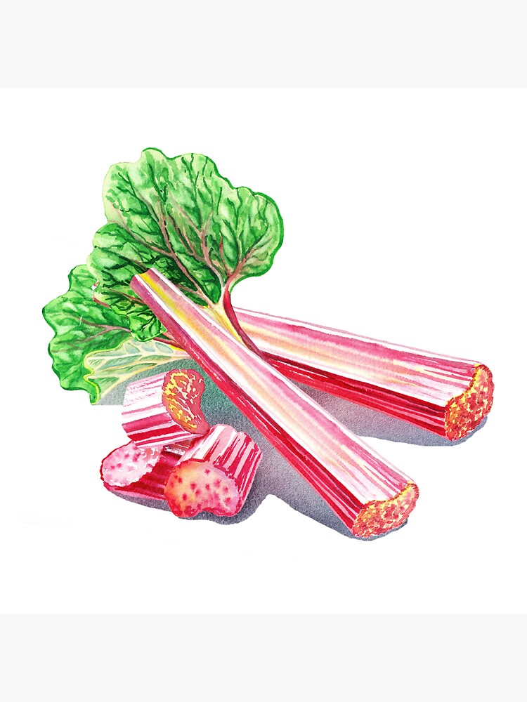 "Rhubarb Stalks" Sticker by IrinaSztukowski | Redbubble