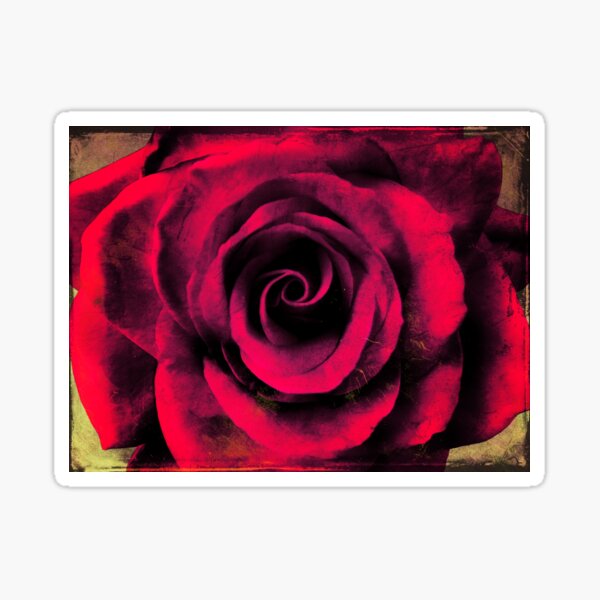 "Vintage Red Rose" Sticker for Sale by dahlymama | Redbubble
