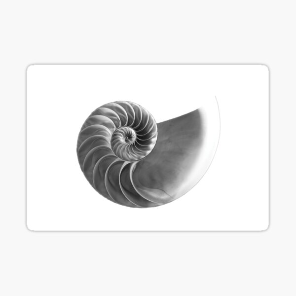 "Nautilus shell" Sticker for Sale by Alpha-RA | Redbubble