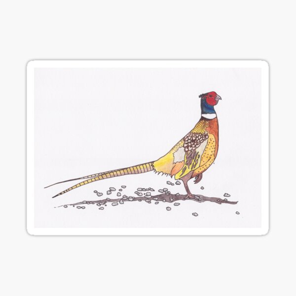 "Pheasant in Caithness" Sticker by soletlune | Redbubble