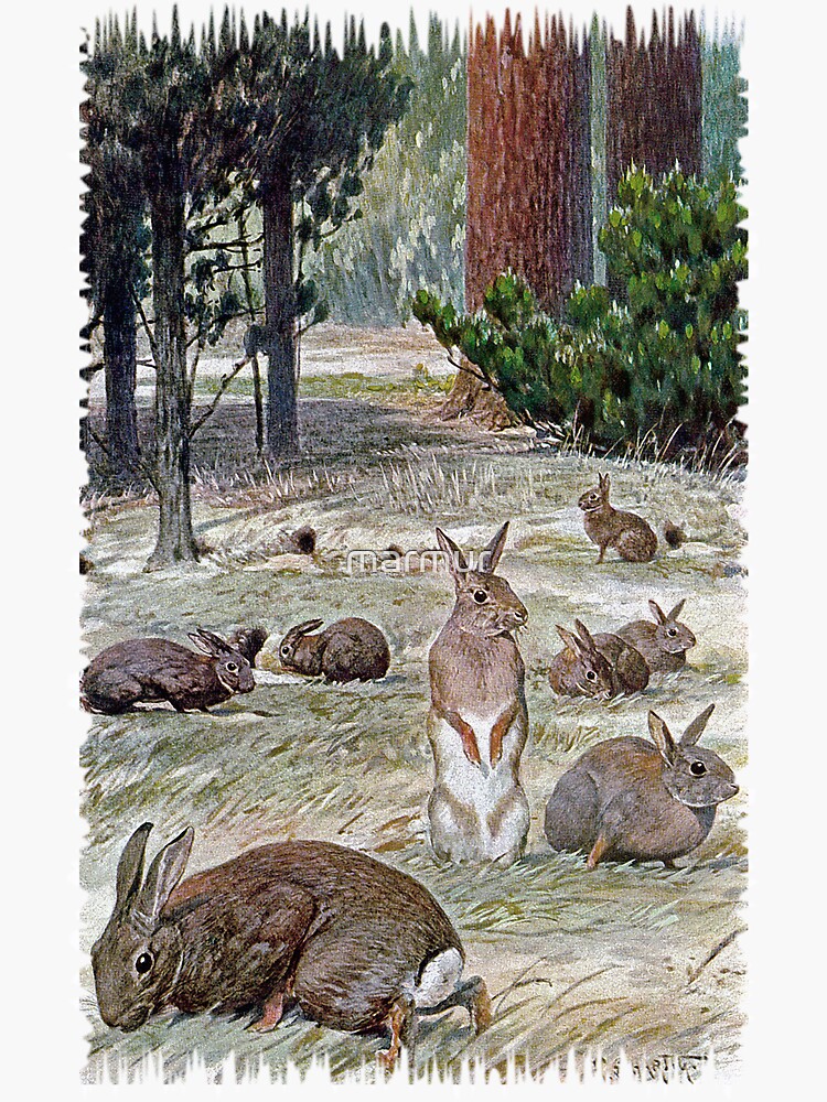 "Painting of european rabbits" Sticker by marmur | Redbubble