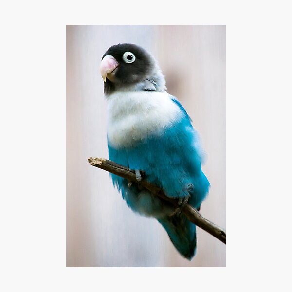 Impression photo « Inséparable masqué bleu », par lmaiphotography ...