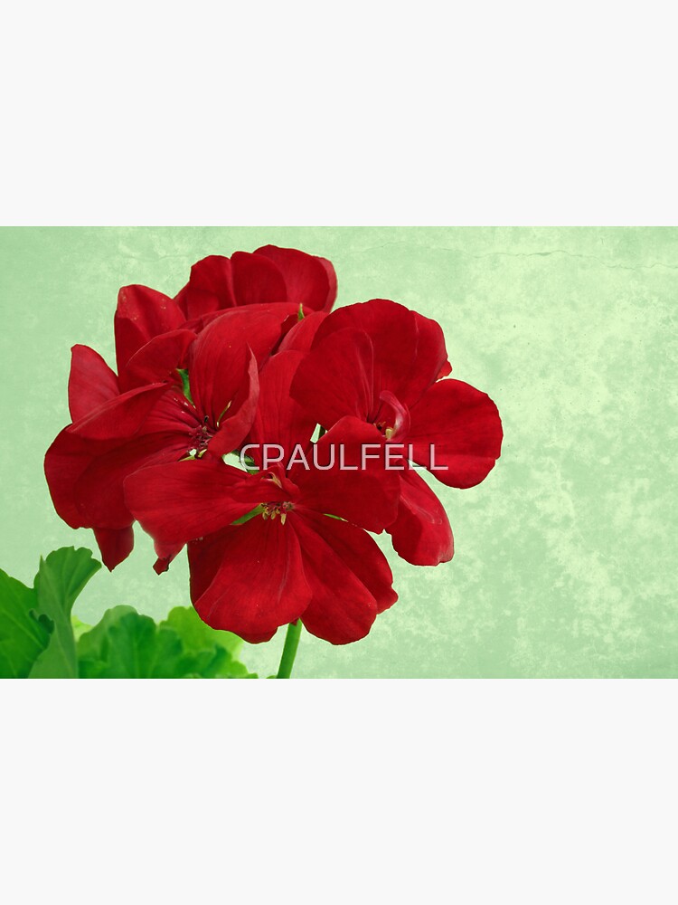 "Geranium" Sticker by CPAULFELL | Redbubble