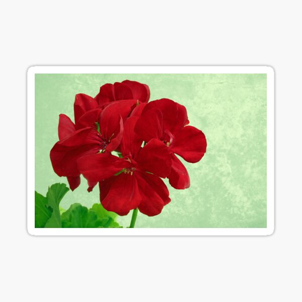 "Geranium" Sticker by CPAULFELL | Redbubble