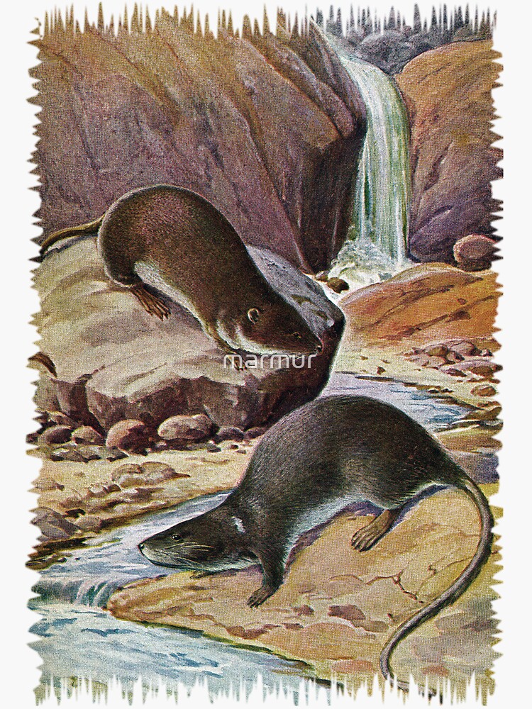 "Painting of The crab-eating rat" Sticker for Sale by marmur | Redbubble