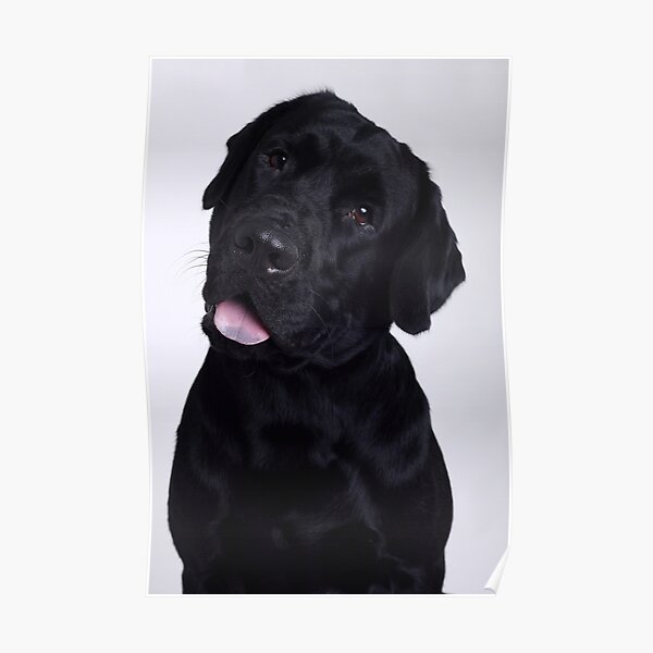 Black Labrador Posters | Redbubble