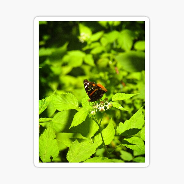 " Red Admiral In Ohio" Sticker for Sale by dahlymama | Redbubble