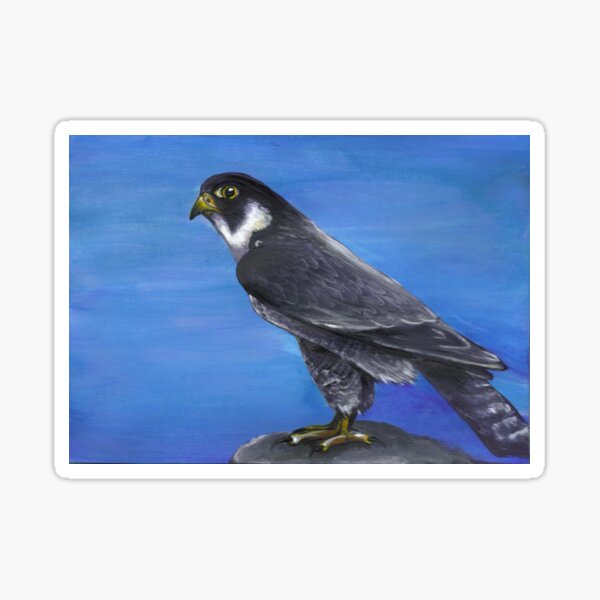 "Peregrine Falcon" Sticker by kristinthornton | Redbubble