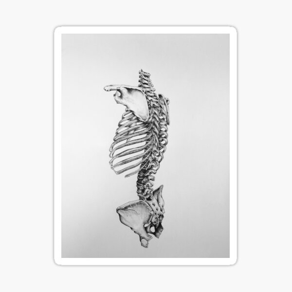 "Human Spine" Sticker by Redmonks | Redbubble