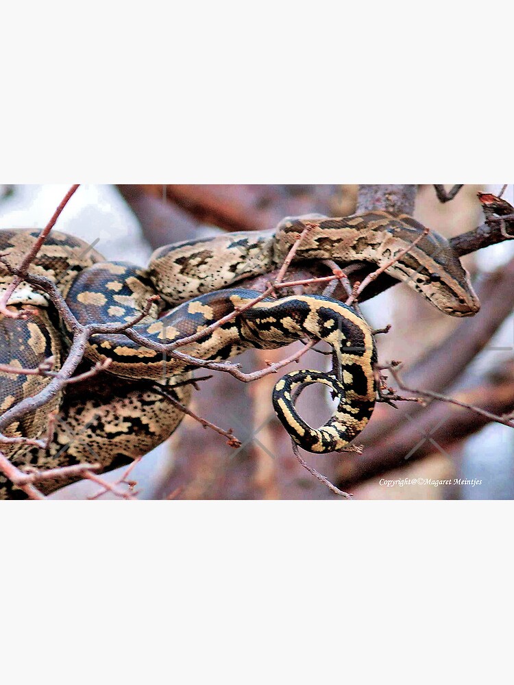 "PHYTHON NATALENSIS - The South African python" Poster for Sale by mags ...