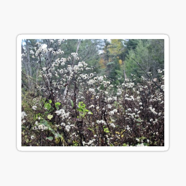 "Wildflower Hush" Sticker for Sale by RVogler | Redbubble