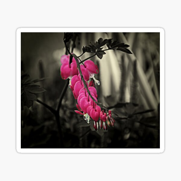 "Hearts in a Row" Sticker for Sale by SnapShot2015 | Redbubble