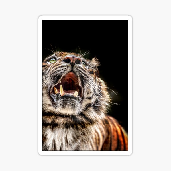 "Tiger Tiger Burning Bright" Sticker for Sale by quix | Redbubble