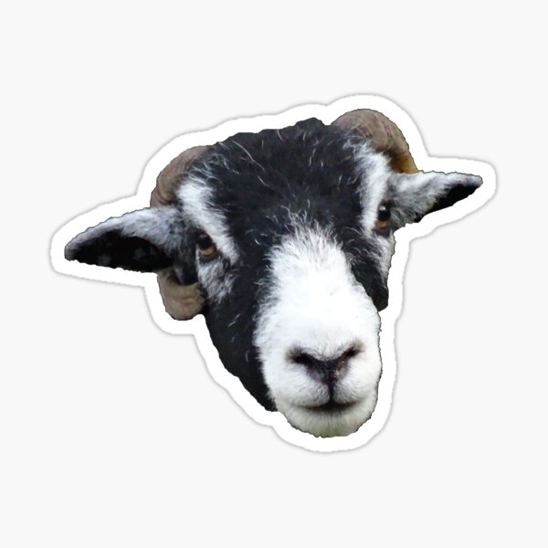 "Sheep Face" Sticker for Sale by FollowingTLites | Redbubble
