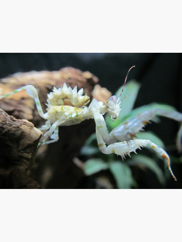 "Sub Adult Spiny Flower Mantis (Pseudocreobotra wahlbergii)" Sticker ...