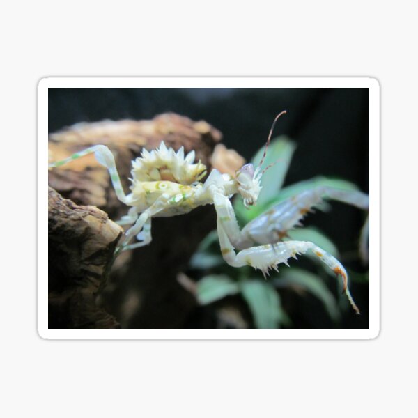 "Sub Adult Spiny Flower Mantis (Pseudocreobotra wahlbergii)" Sticker ...