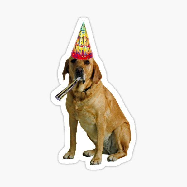 "Yellow Labrador Retriever Birthday" Sticker by CafePretzel | Redbubble