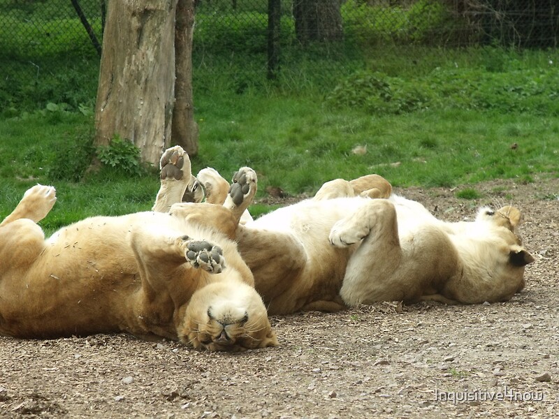 and the little one said roll over" by Inquisitive4now | Redbubble