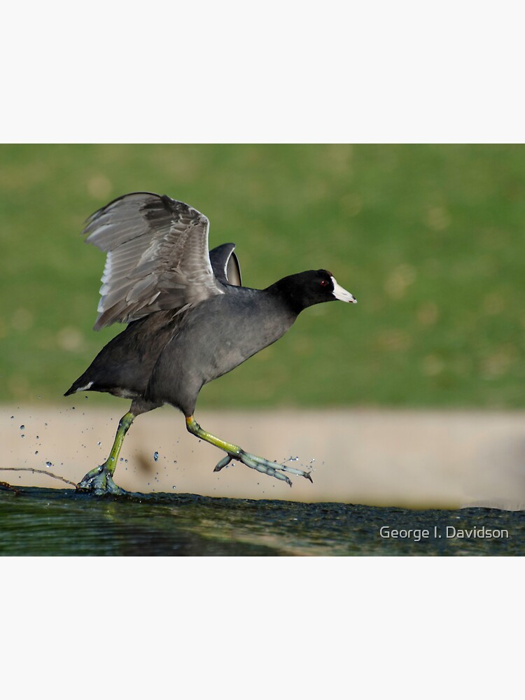"Coot Dance" Sticker for Sale by gidavidson | Redbubble
